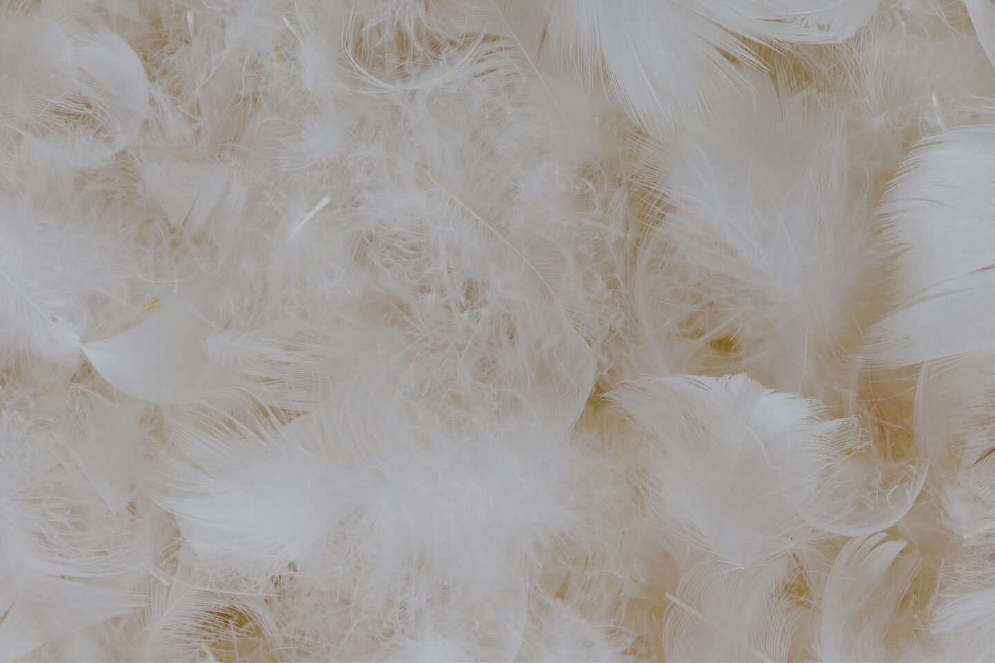 A Guide to Down Vs. Synthetic Fill | Macpac